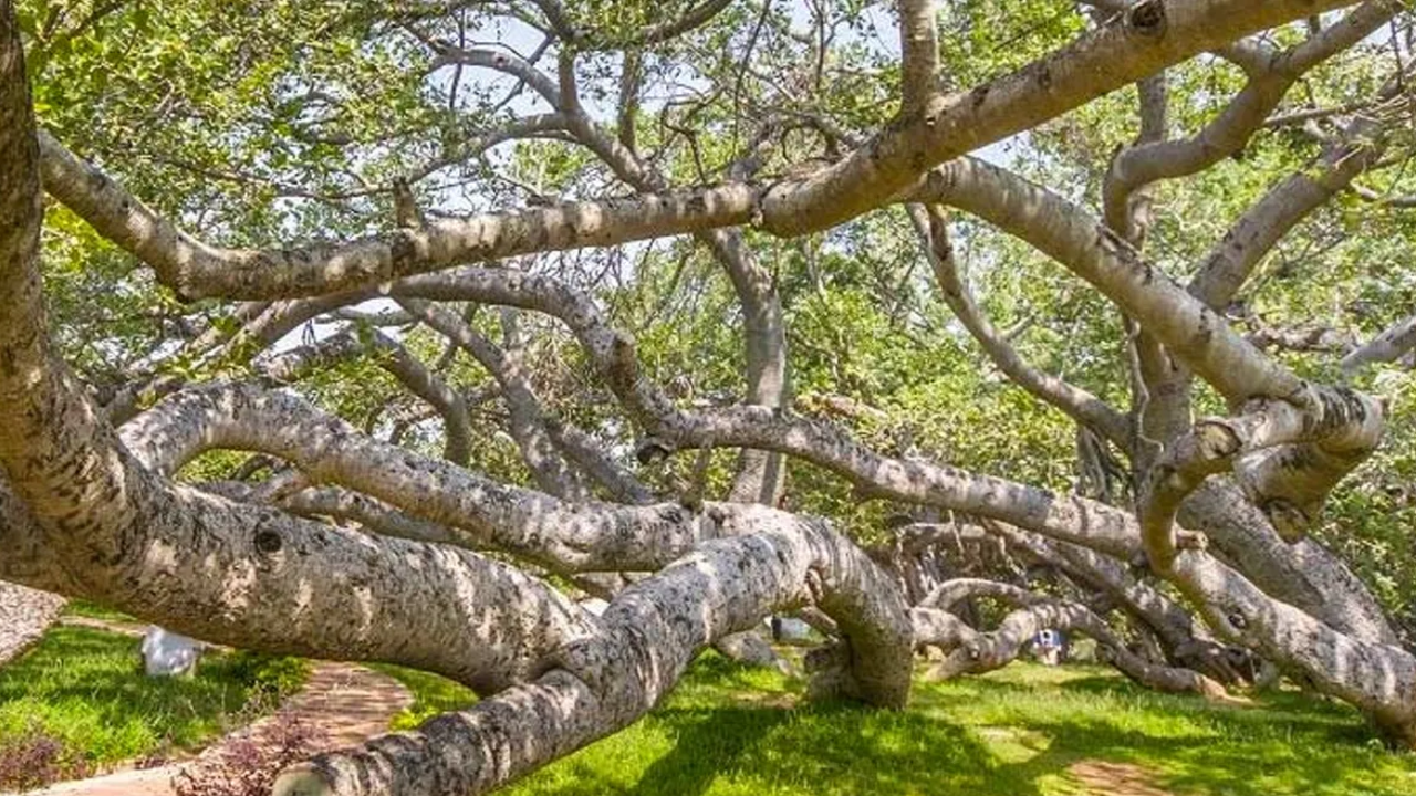 pillala marri tree : పిల్లలమర్రి వృక్షానికి తలమానికం | SIRA NEWS